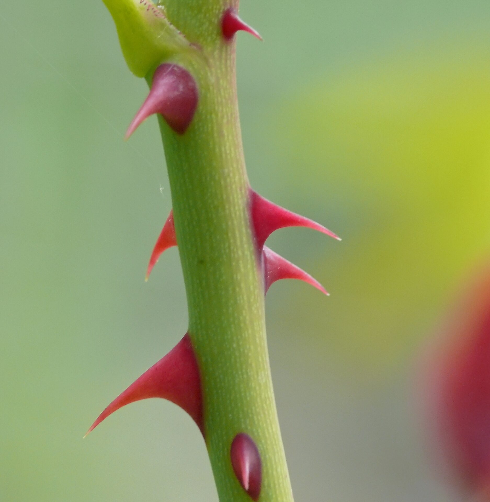 Rose (Thorn) Graduating Sizes Veiner Botanically Correct Products By ...