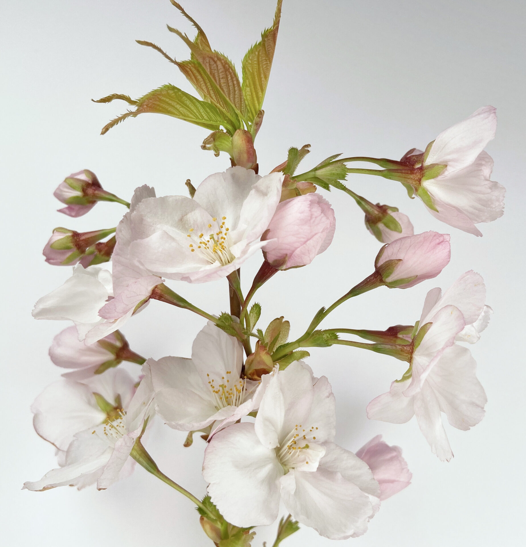 Cherry – Ornamental 10 Graduating Sizes Of Closed Buds Veiner ...