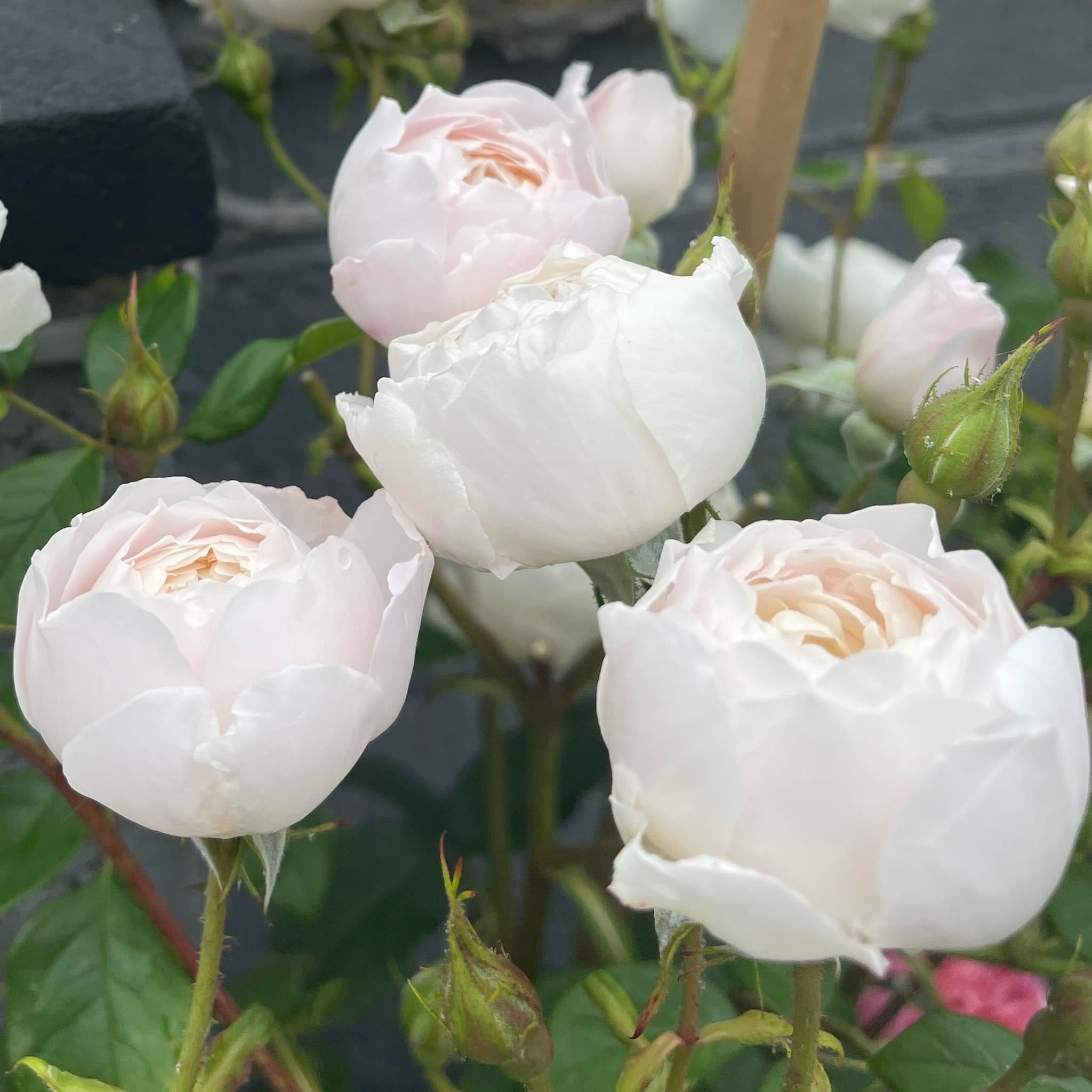 Rose (Desdemona – David Austin) Extra Large Petal Cutter Botanically ...