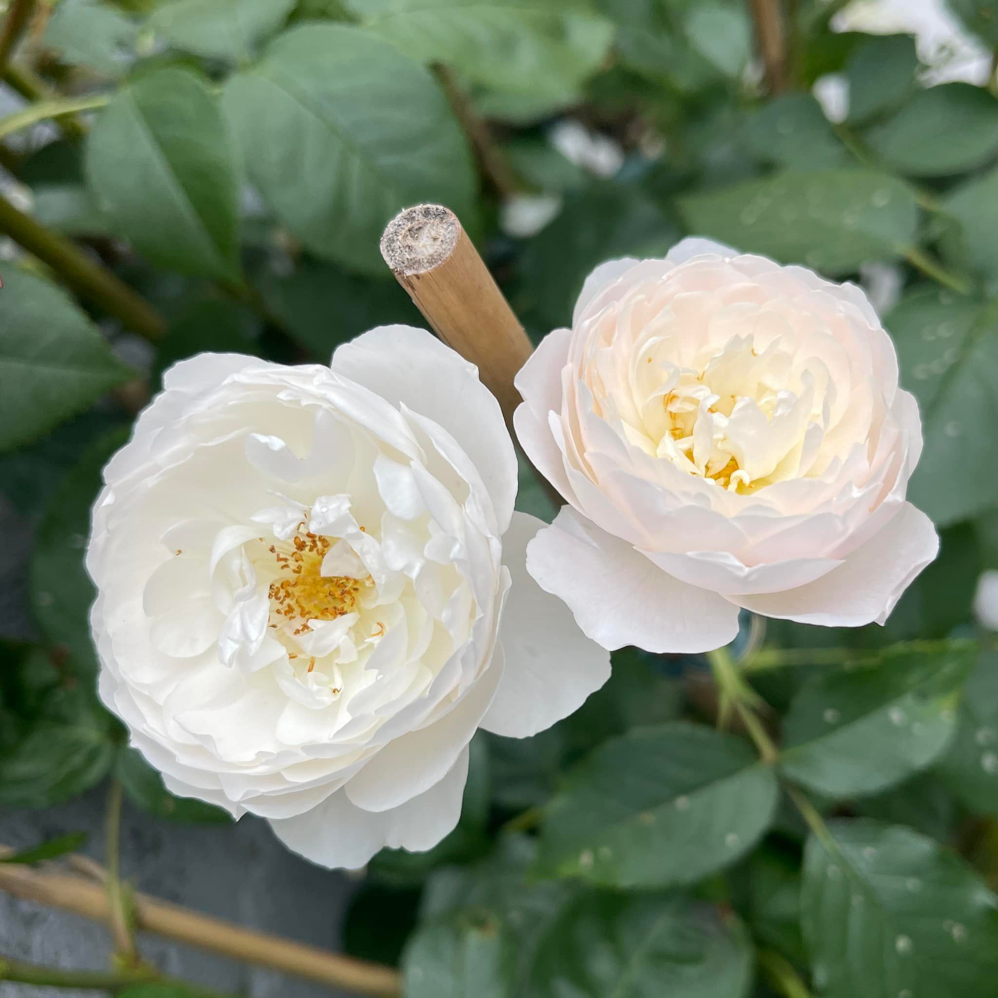 Rose (Desdemona – David Austin) Extra Large Petal Cutter Botanically ...