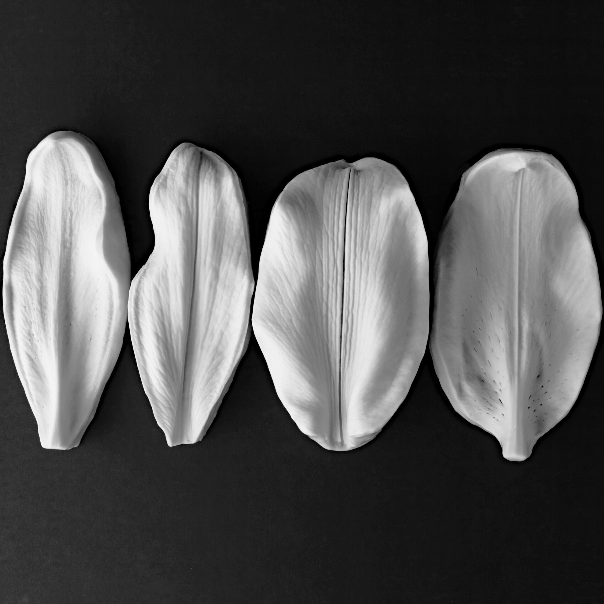 Shop petal store